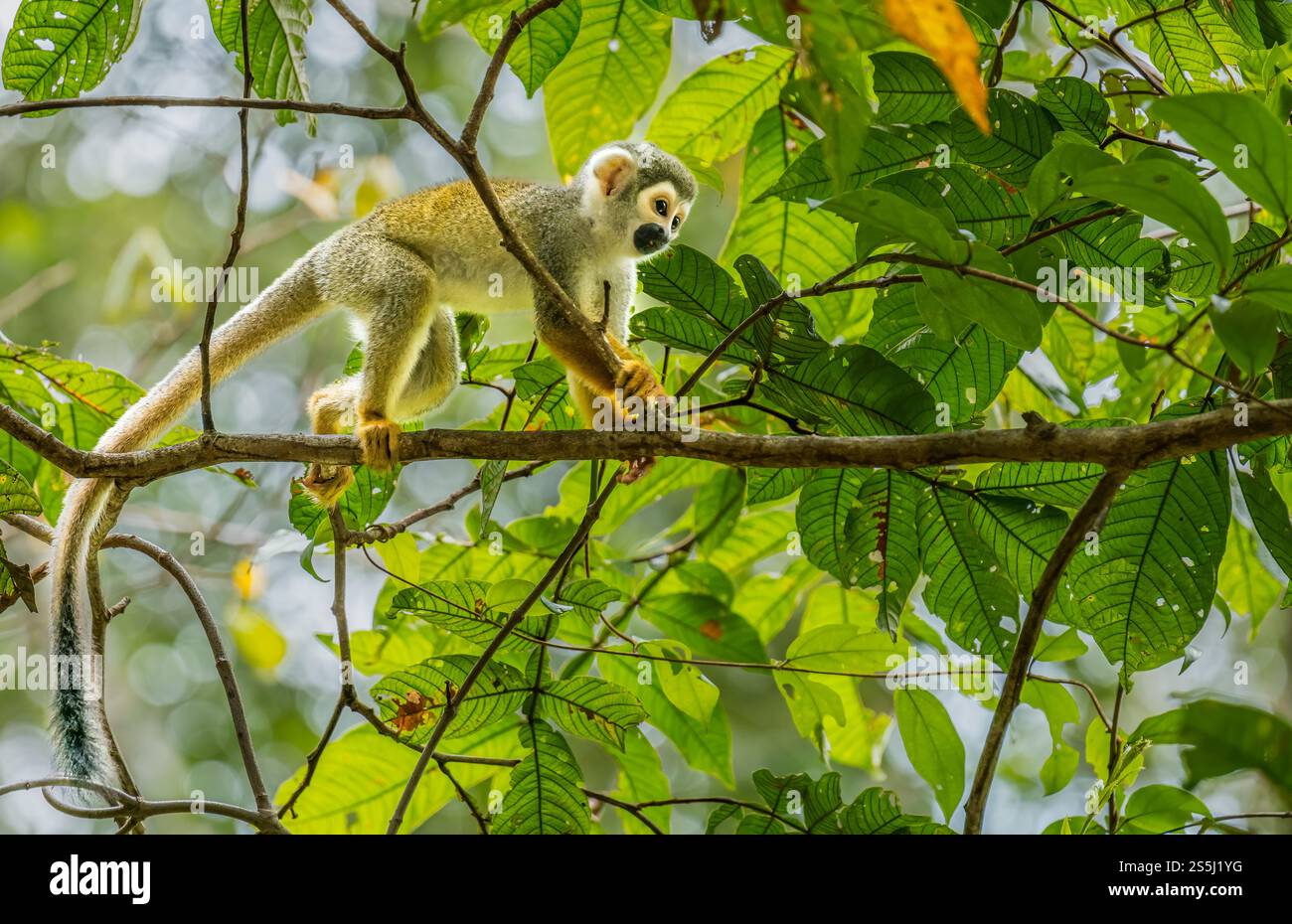 An Ecuadorian squirrel monkey (Saimiri cassiquiarensis macrodon) high ...