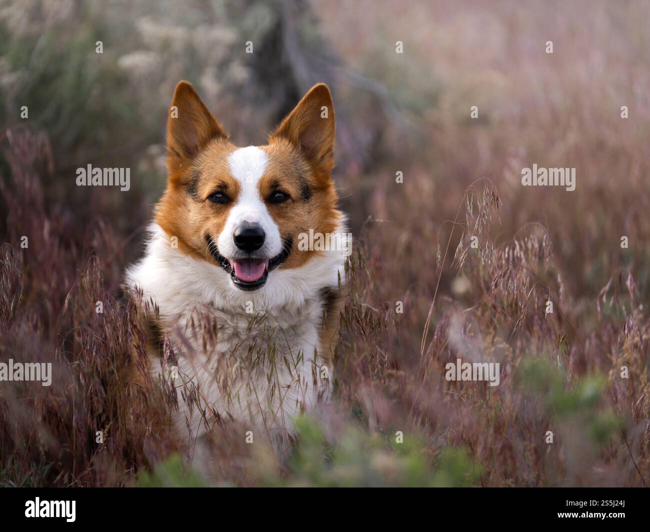 Cute corgi puppy hi-res stock photography and images - Alamy