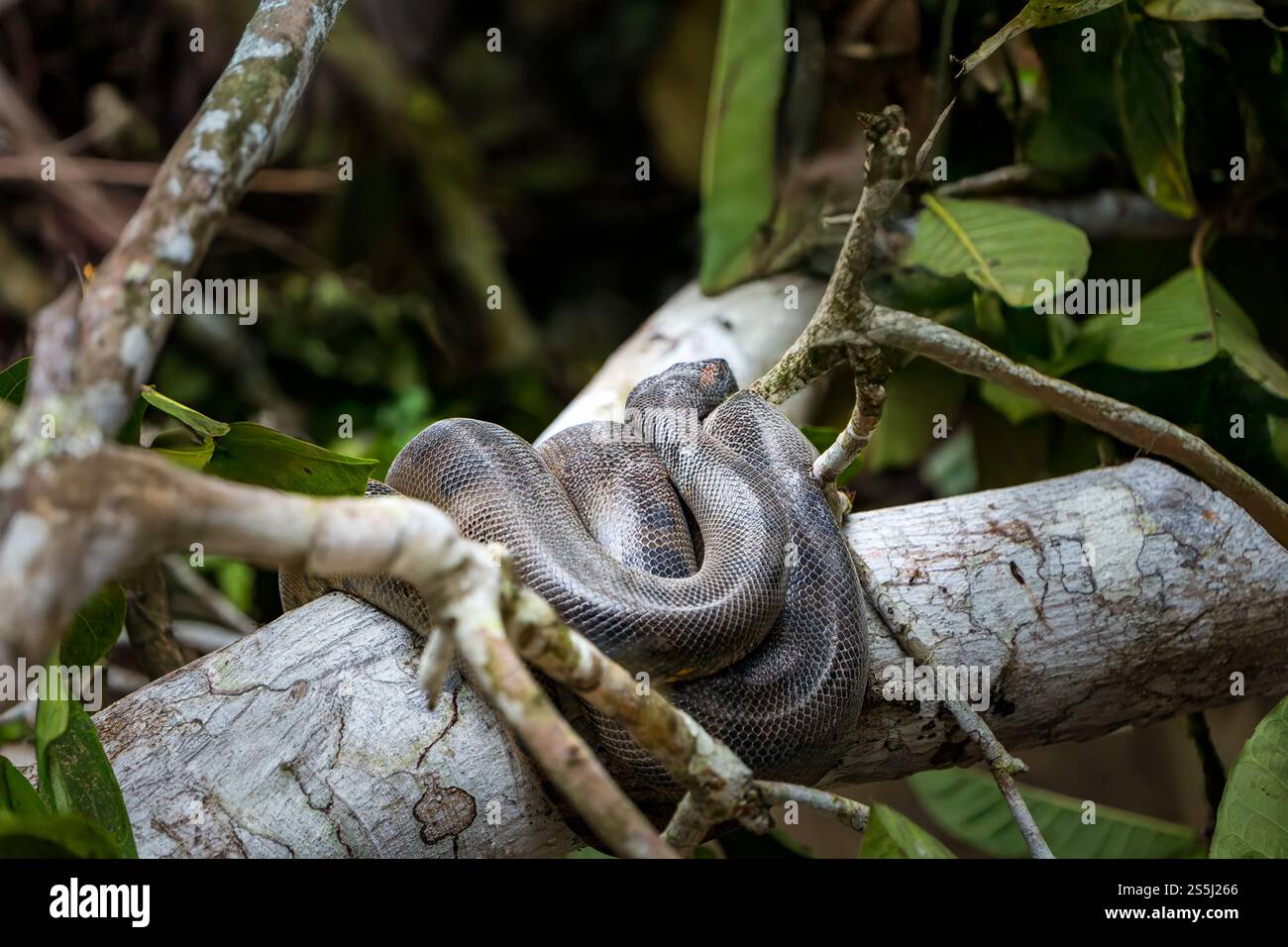 An anaconda snake or water boa (Eunectes) sleeping on a branch, Amazon ...