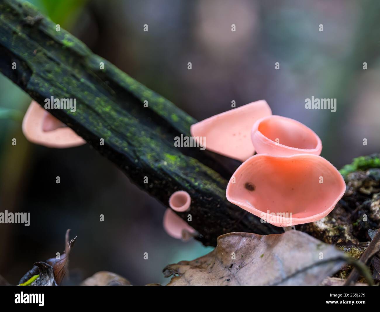 Pink cup fungus (Cookeina speciosa) growing on branch, Amazon ...