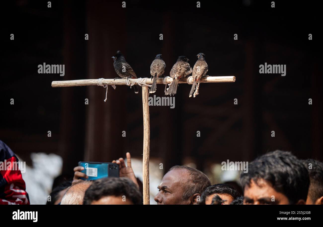 Hajo, India. 15 January 2024. Bird owners hold red-vented bulbuls ...