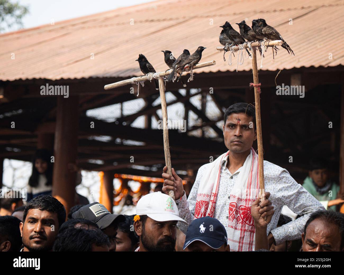 Hajo, India. 15 January 2024. Bird owners hold red-vented bulbuls ...