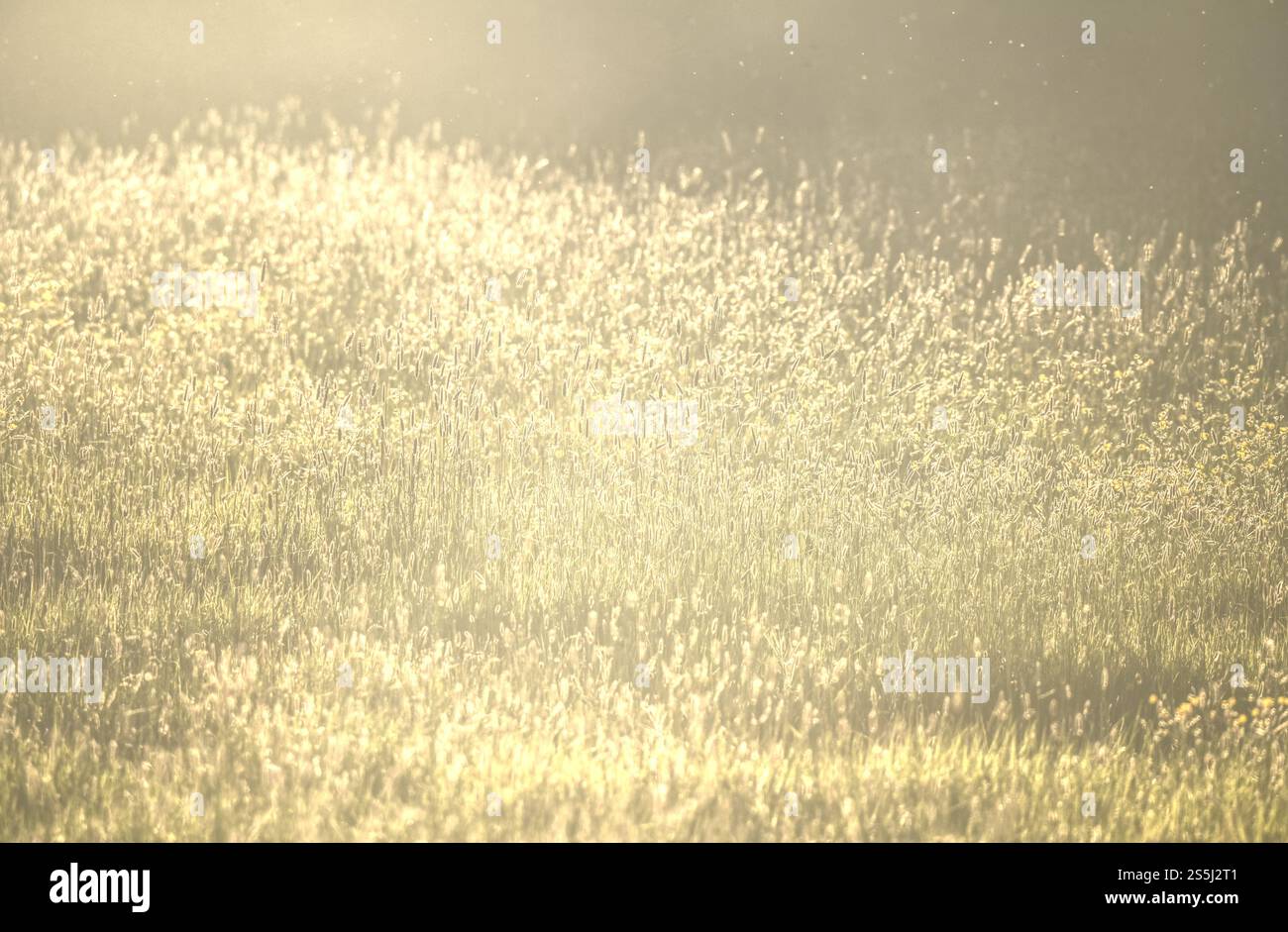 Golden grass catches the spring sun In Hawley Meadows on the Hampshire ...