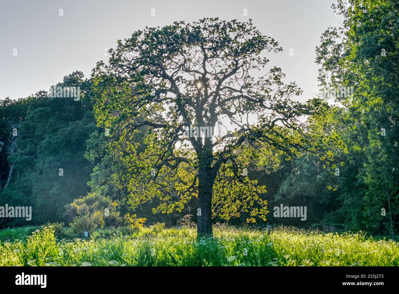 Glorious spring sunlight shines through an oak tree In Hawley Meadows ...