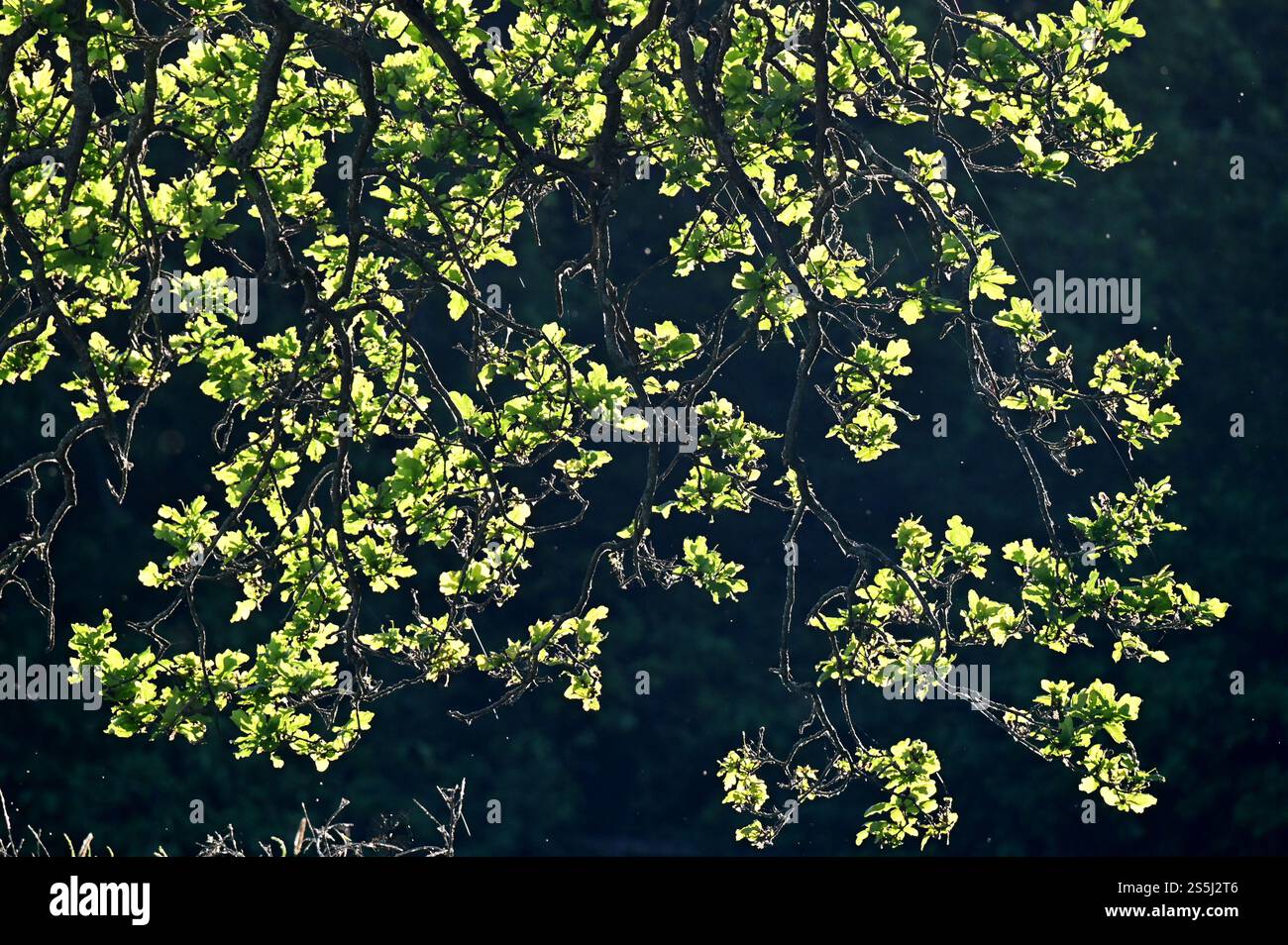 Glorious spring sunlight shines through an oak tree In Hawley Meadows ...