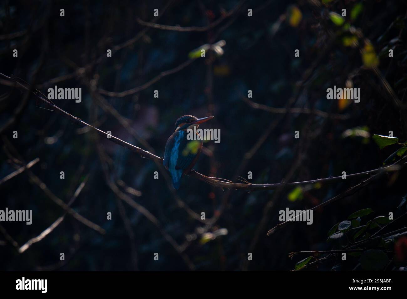 Kingfisher (Alcedo atthis) also known as "Guarda-rios", in The Pontido ...