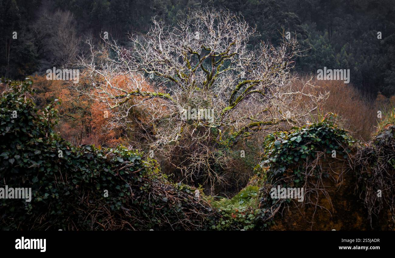 Winter woodland and a crumbling wall Stock Photo - Alamy