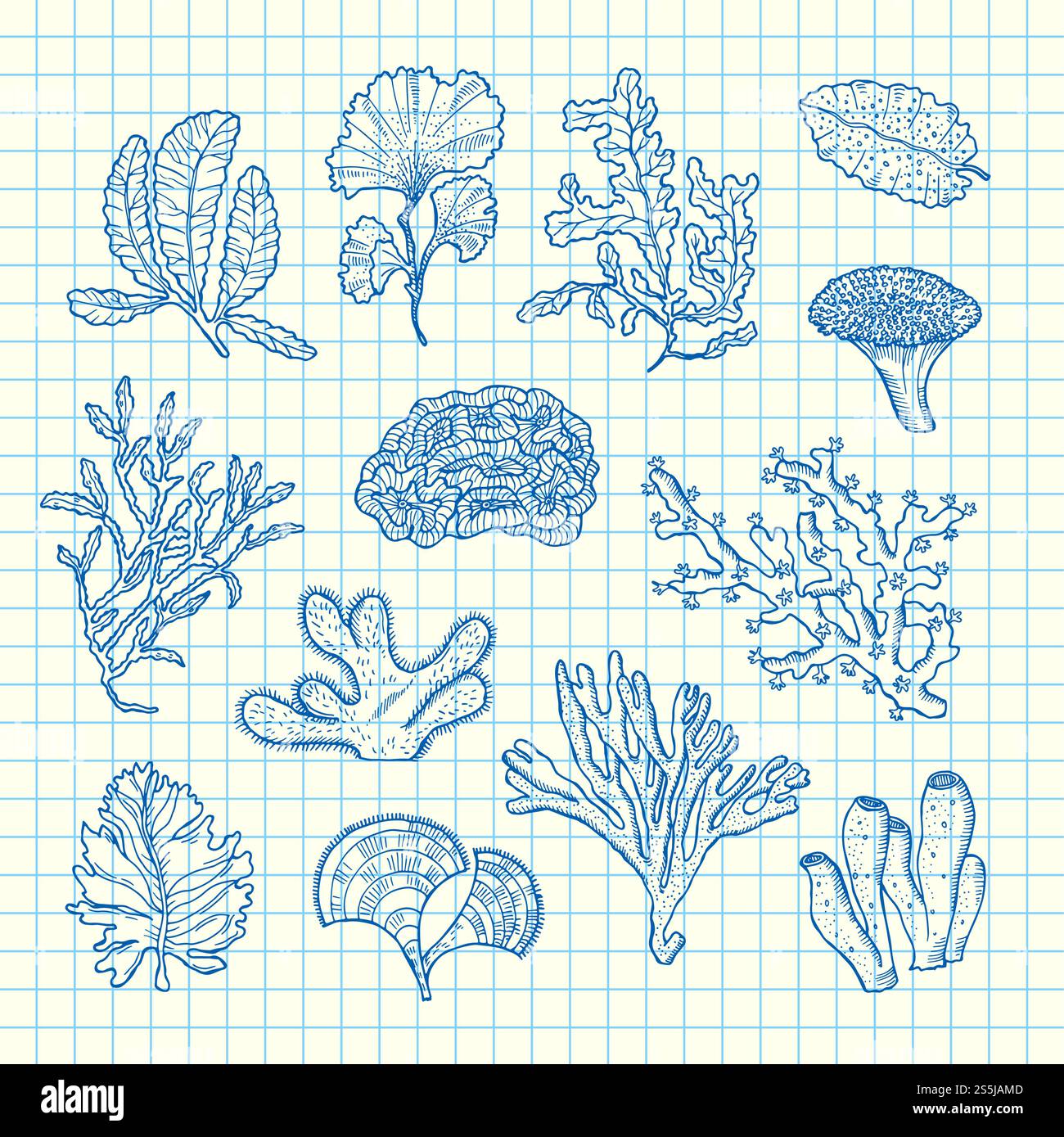 Vector hand drawn seaweed elements set on blue cell sheet background ...