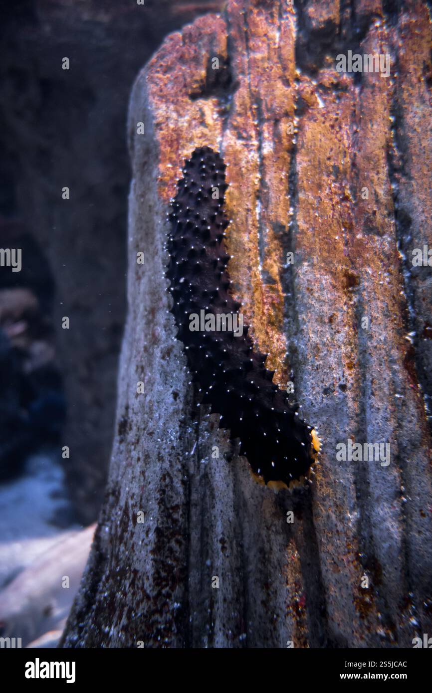 Sea cucumber on a rock. Closeup macro view. Sea cucumber on a rock ...