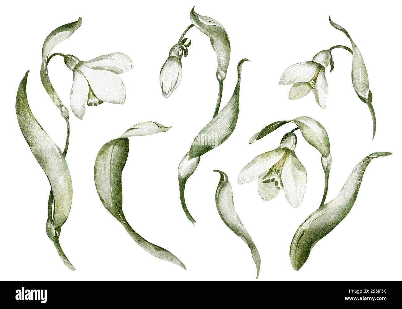 Snowdrop flowers set. Watercolor illustration of blooming white ...