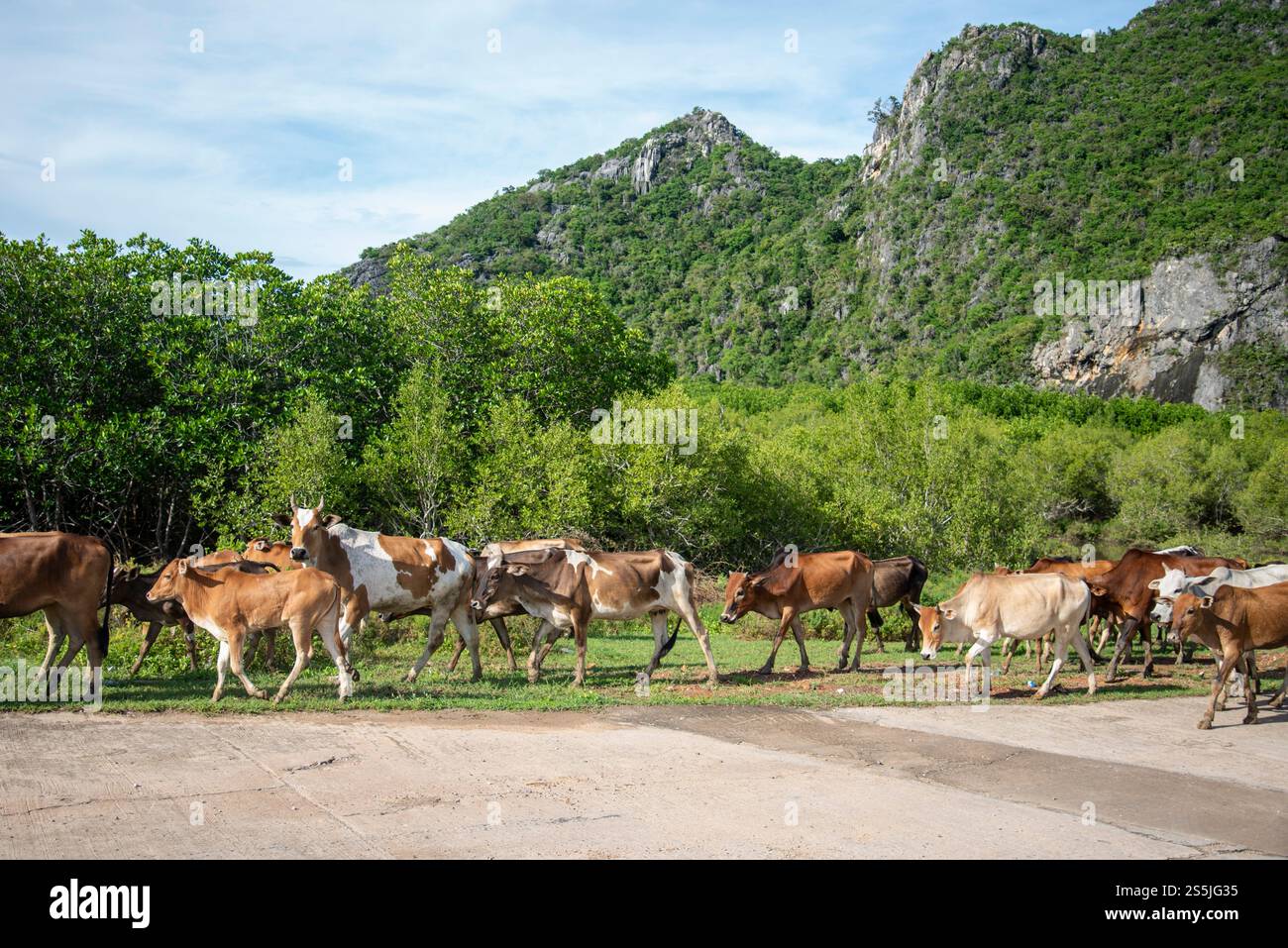Cows in the Nature and Landscape at the Village of Khao Daeng at the ...