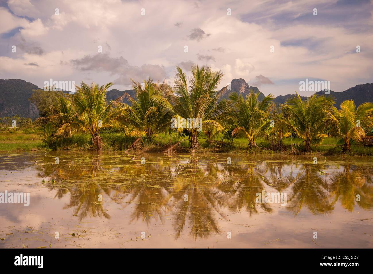 the Landscape and Fields near the Village of Kui Buri at the Hat Sam ...
