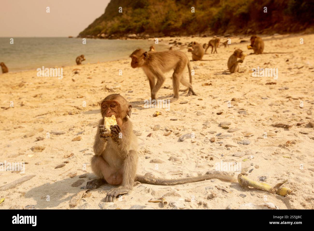 wild Monkey on the Monky Island or the Ko Kho Ram Island in the ...