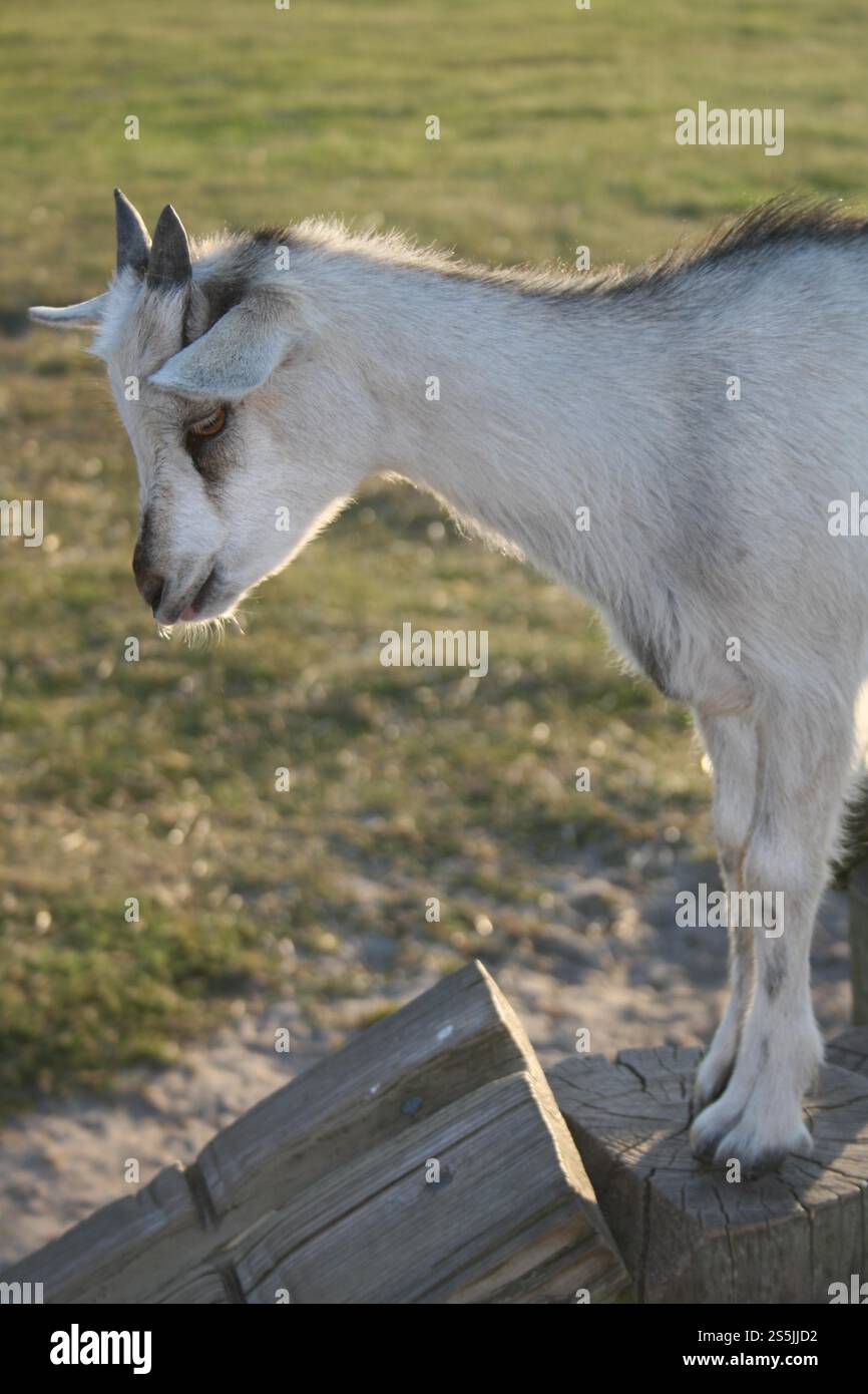 Dyrefotografi hi-res stock photography and images - Alamy