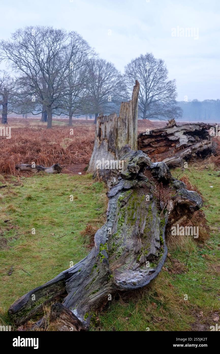 Dead tree surrounded by fallen leaves on a misty winters morning in ...