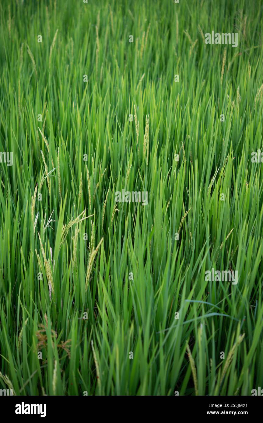 Golden yellow rice fields hi-res stock photography and images - Alamy