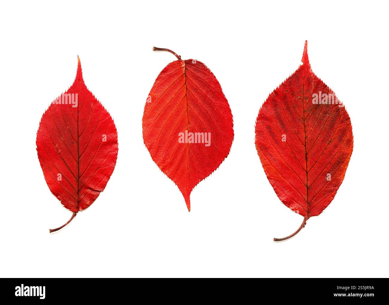 Dried autumnal red Cherry leaves with serrated edges and visible glands ...