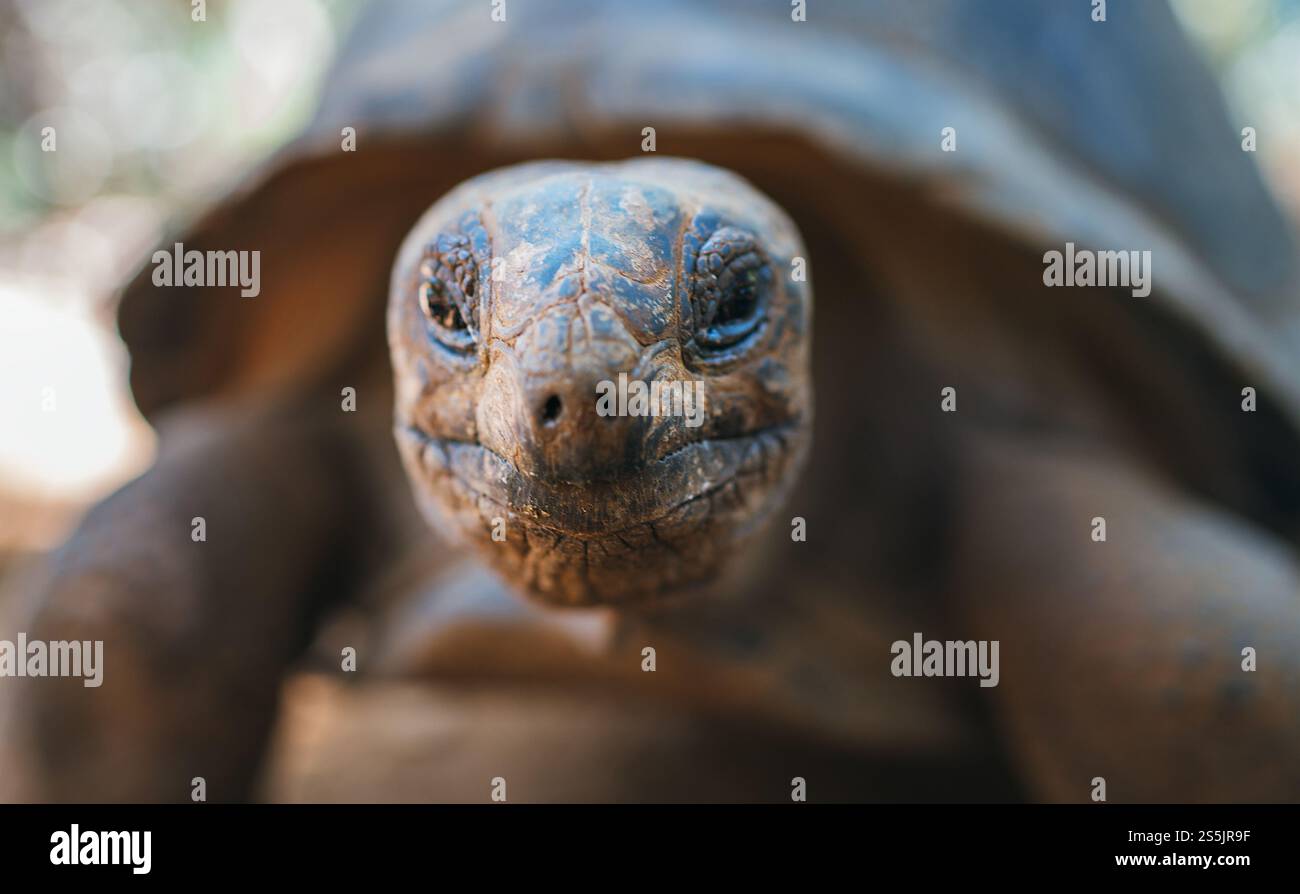 Portrait of Aldabra giant tortoise endemic species - one of the largest ...