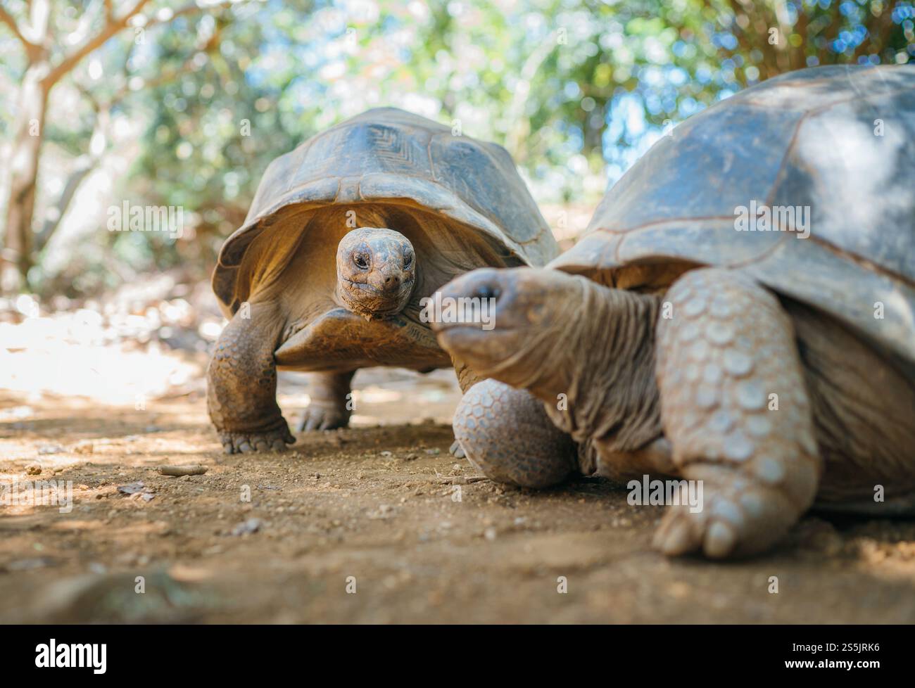 Couple of Aldabra giant tortoises endemic species - one of the largest ...