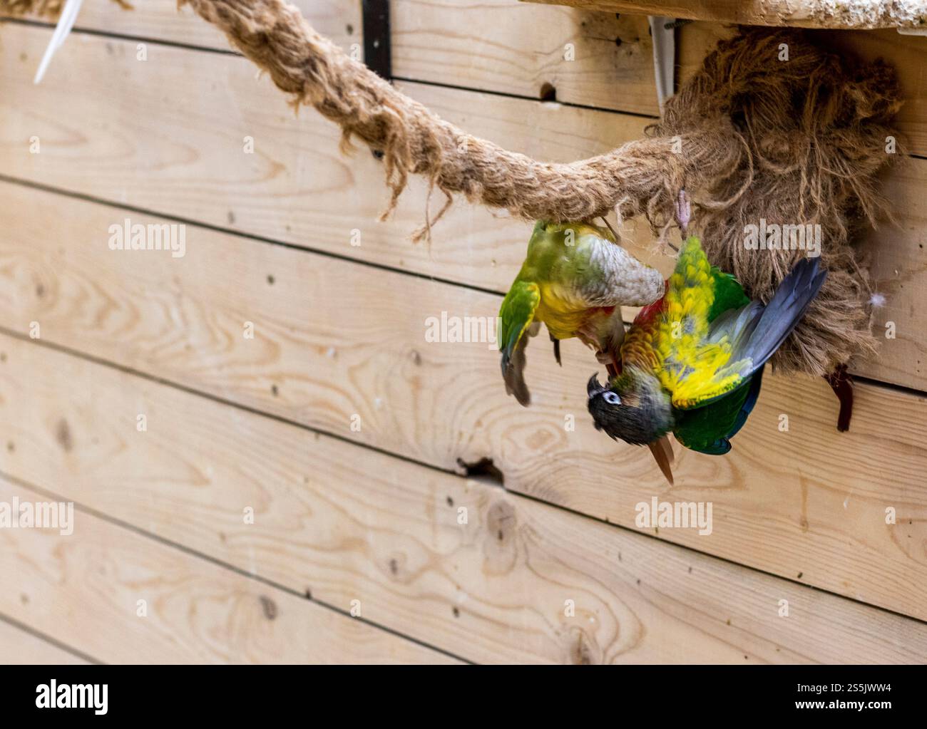Close up shot of the green cheeked parakeets Stock Photo - Alamy