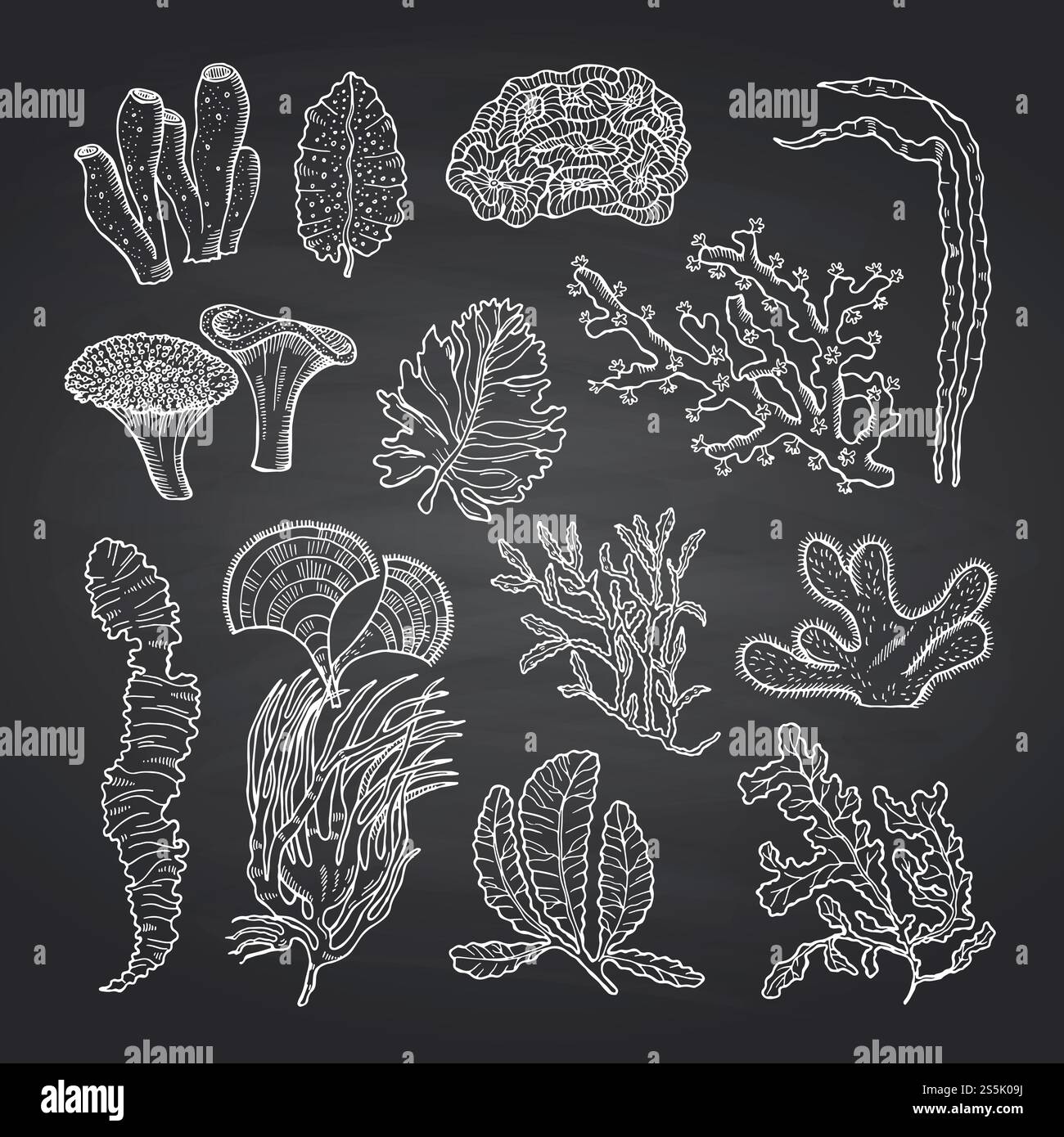 Algae sketch. Vector hand drawn seaweed elements set on black ...