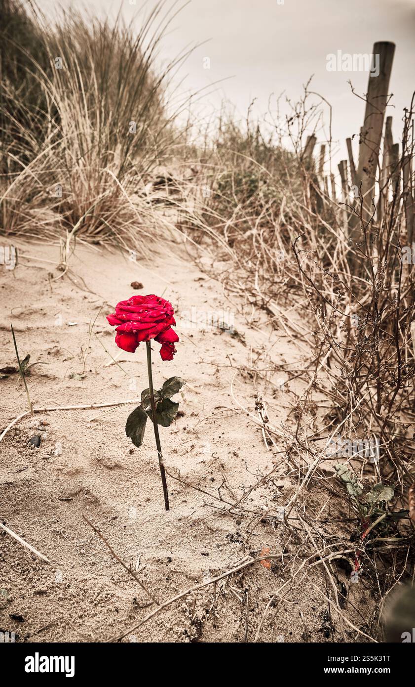 Single red rose planted in sand dune on beach Stock Photo - Alamy