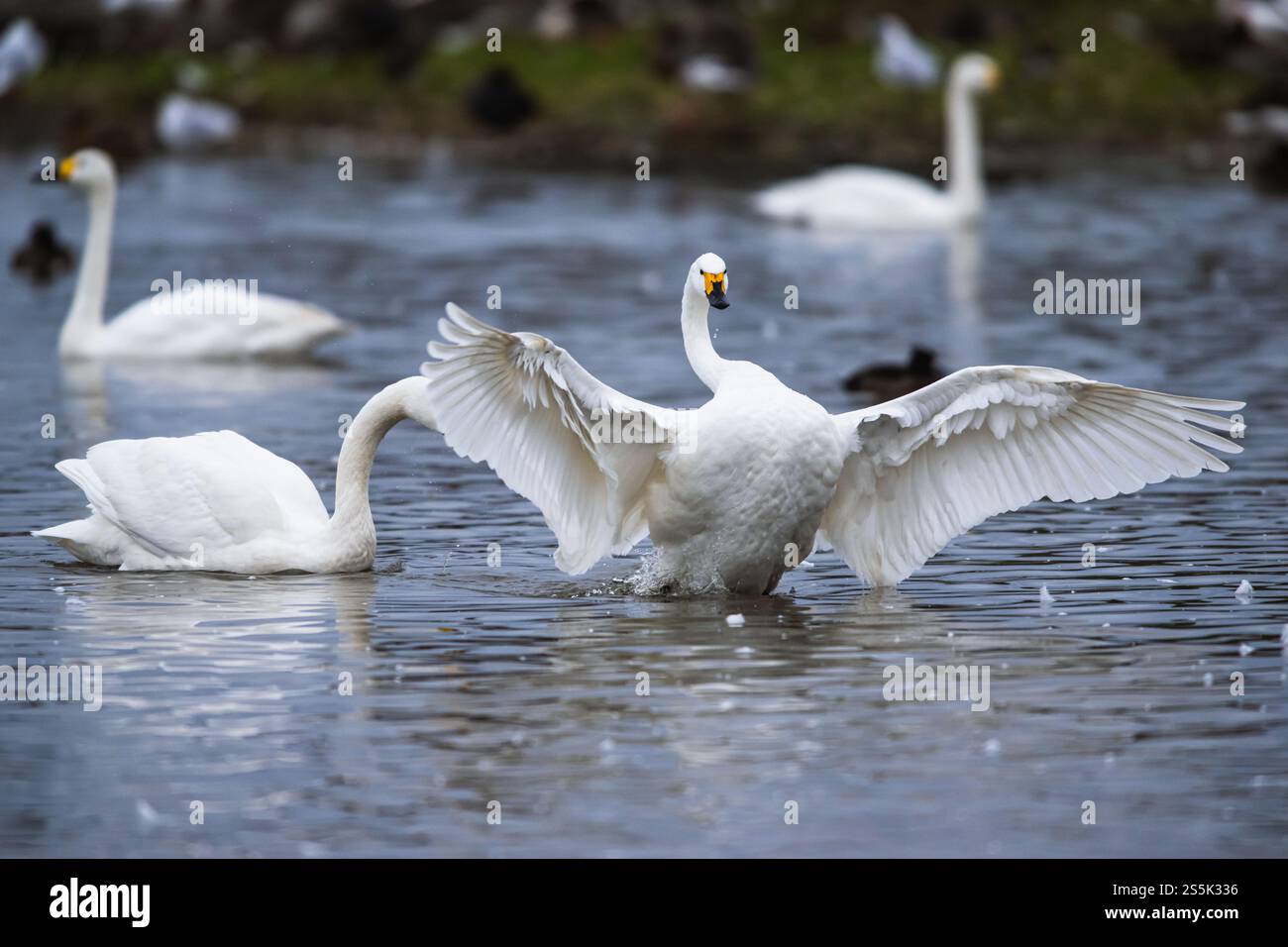 Tundra Swan, Bewick's Swan, Cygnus columbianus at winter in Slimbridge ...