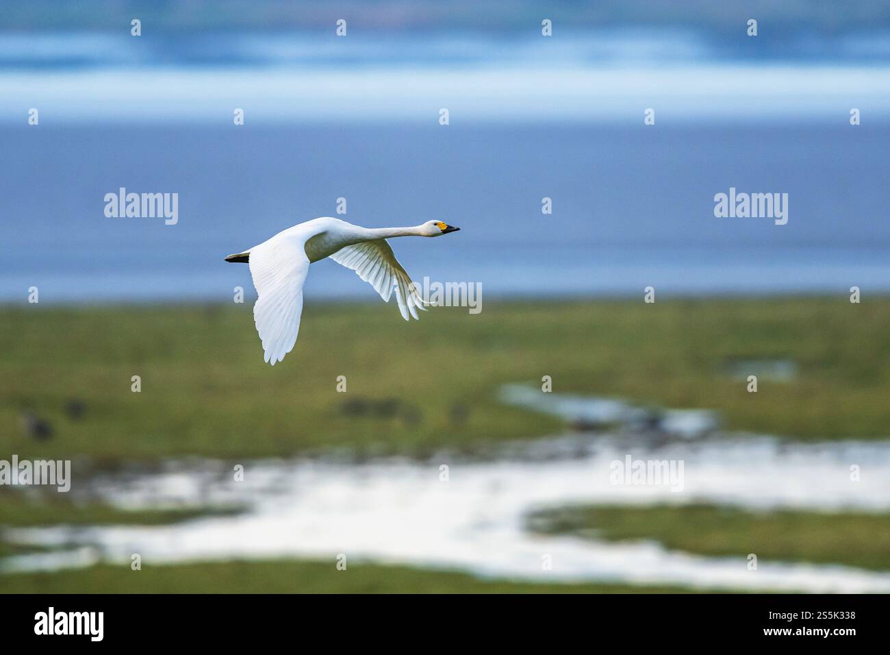 Tundra Swan, Bewick's Swan, Cygnus columbianus at winter in Slimbridge ...