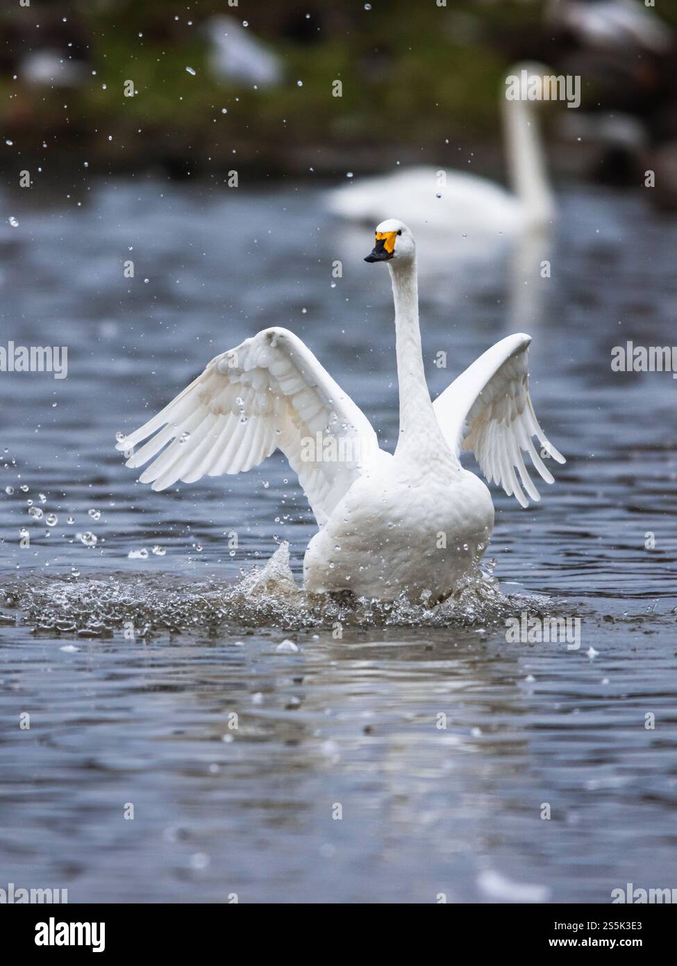 Tundra Swan, Bewick's Swan, Cygnus columbianus at winter in Slimbridge ...