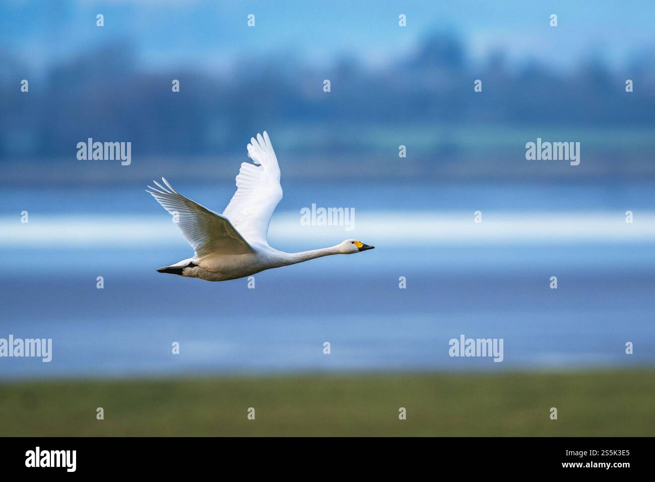 Tundra Swan, Bewick's Swan, Cygnus columbianus at winter in Slimbridge ...