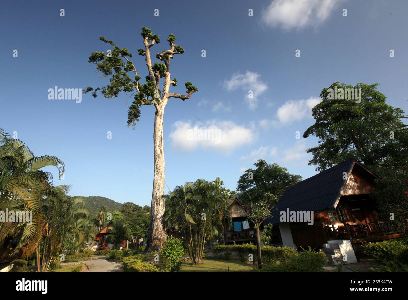a tropical rainforest tree at the Town of Sairee Village on the Ko Tao ...