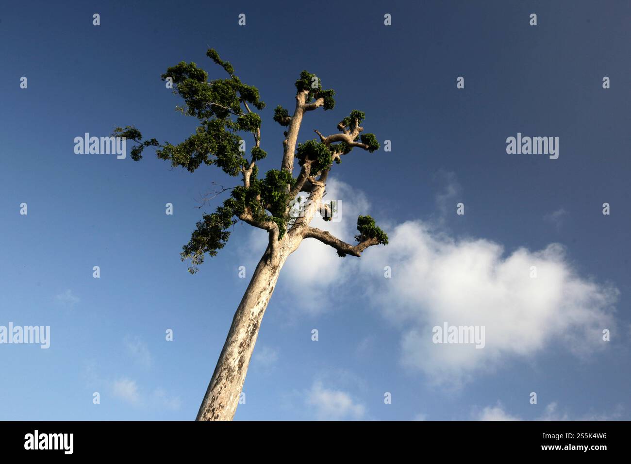 a tropical rainforest tree at the Town of Sairee Village on the Ko Tao ...