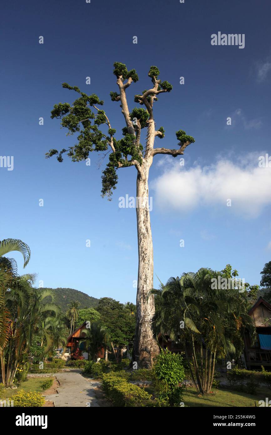 a tropical rainforest tree at the Town of Sairee Village on the Ko Tao ...
