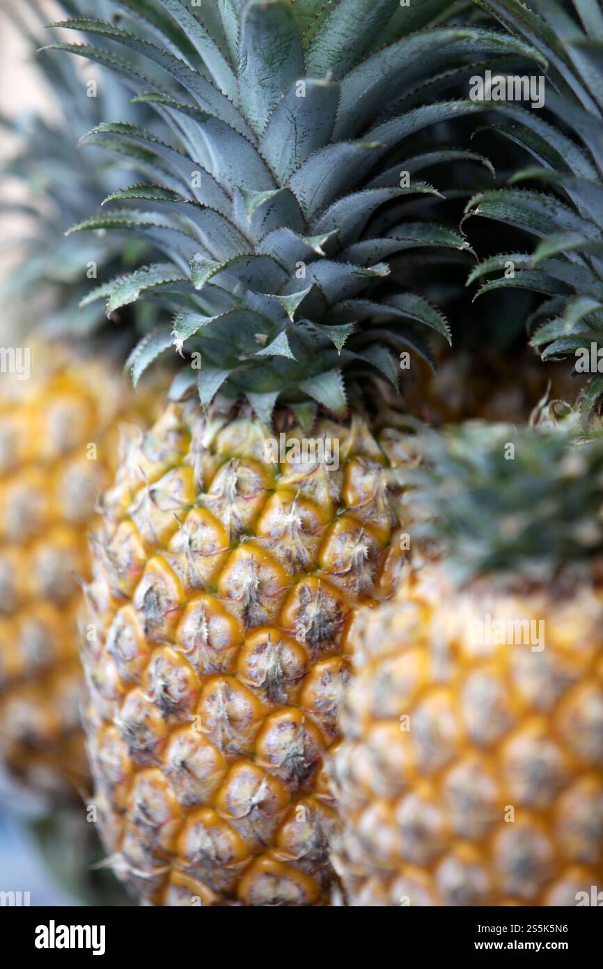 fresh pineapple fruits at the Town of Sairee Village on the Ko Tao ...