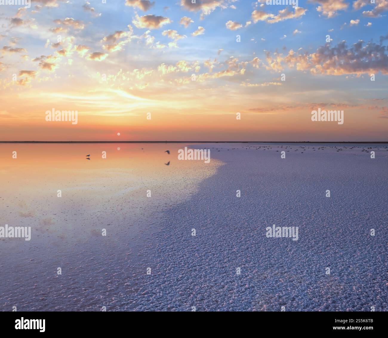Seagull birds on sunset Genichesk pink extremely salty lake (colored by ...