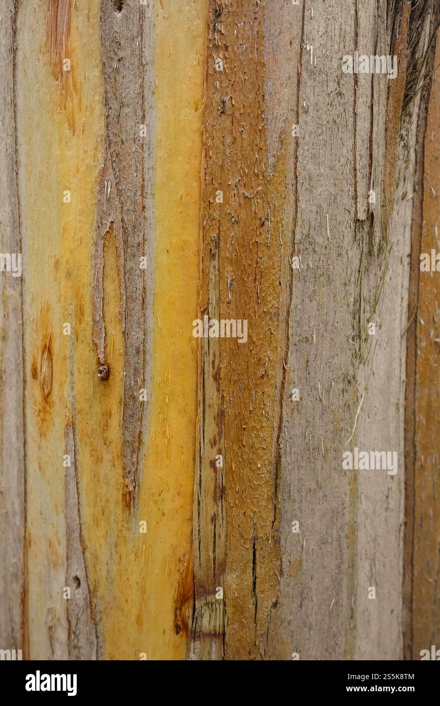 Eucalyptus tree wood texture. Macro view detail. Eucalyptus wood ...