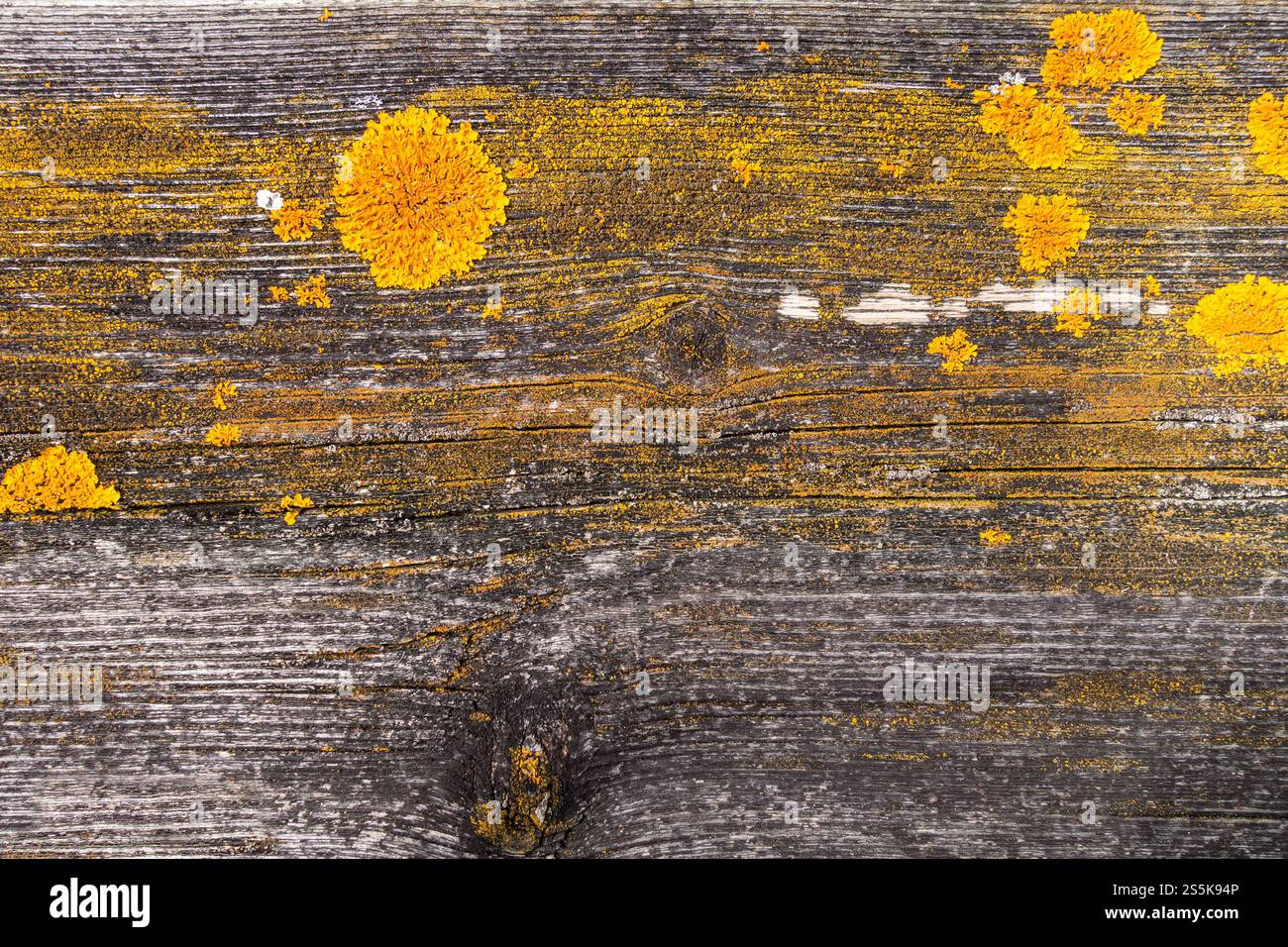 Old rustic wood background texture with yellow moss. Closeup view. Old ...