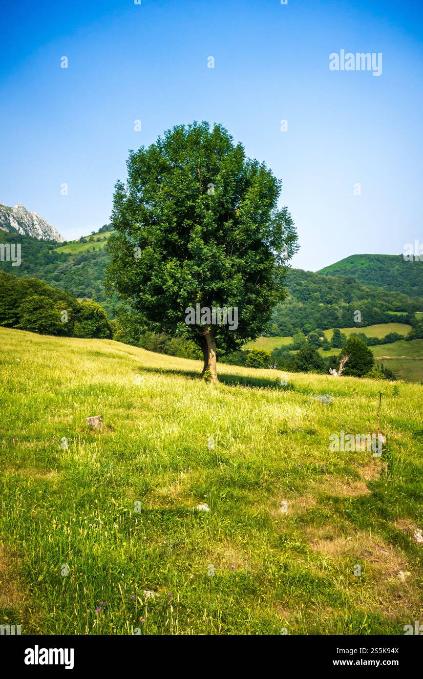 Tree in a field. Landscape around Bulnes village in Picos de Europa ...
