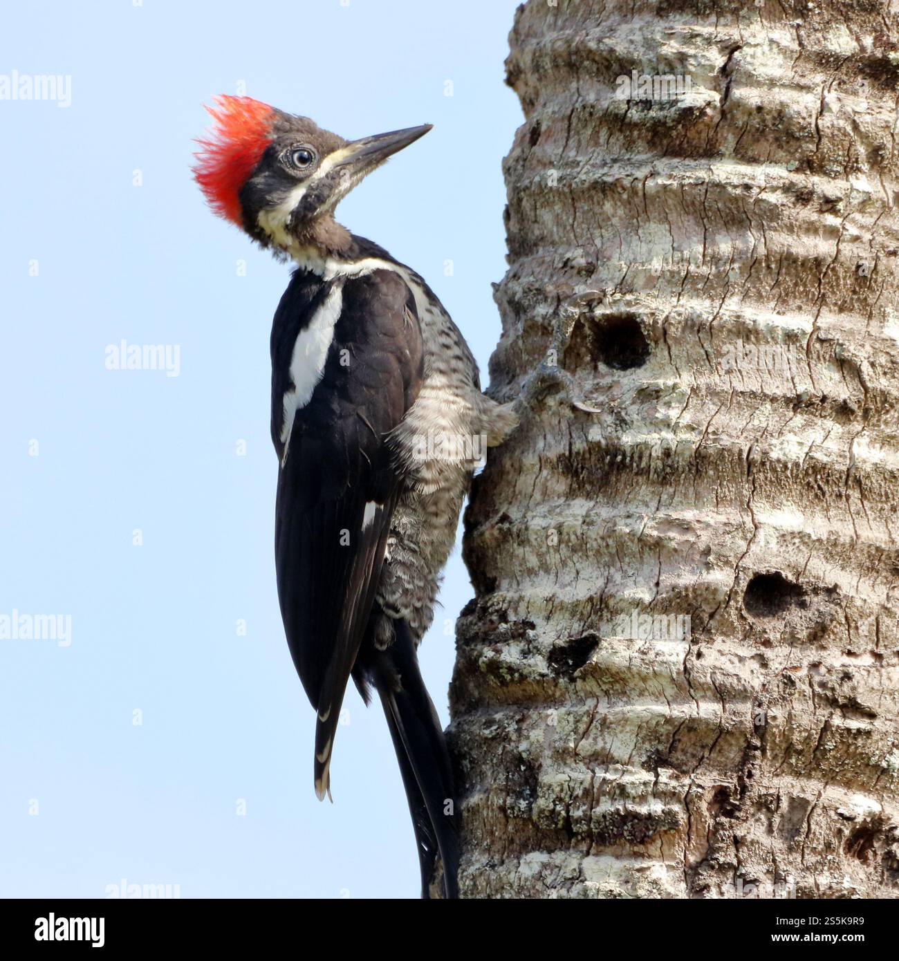 square photo of a Lineated Woodpecker (Dryocopus lineatus) perched ...