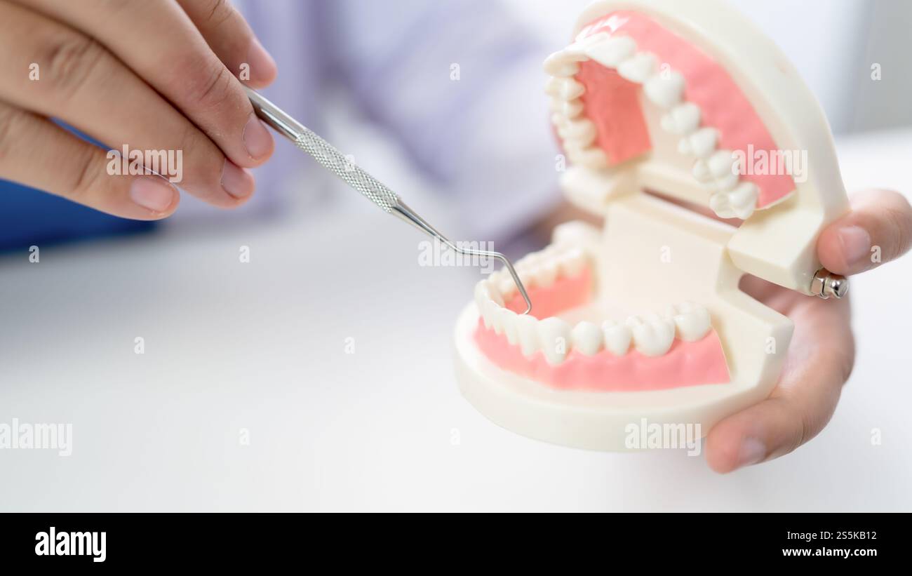 Dentist at dental clinic White healthy tooth with Dental model in oral ...