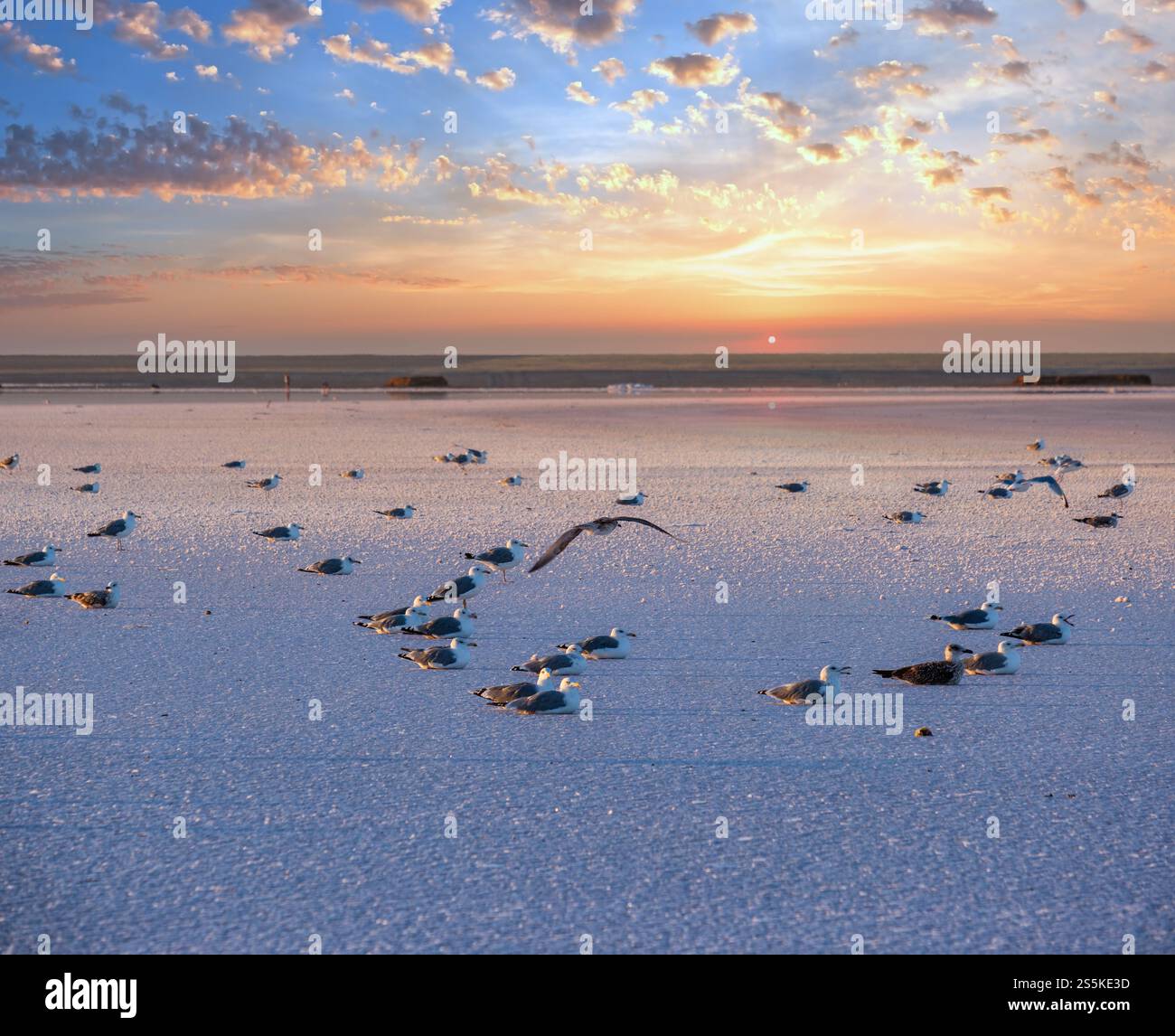 Seagull birds on sunset Genichesk pink extremely salty lake (colored by ...