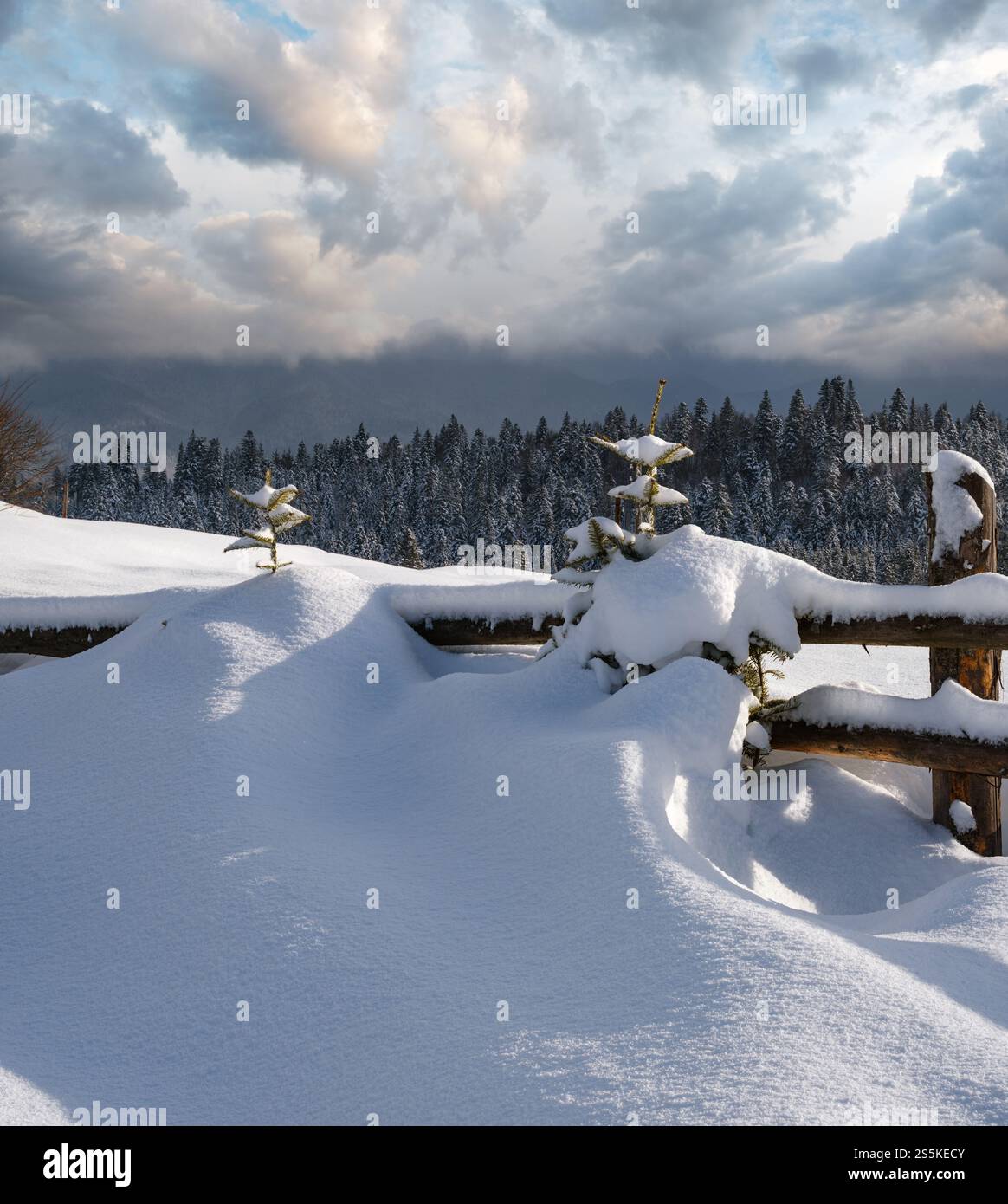 Alpine mountain snowy winter fir forest and snow drifts near wood fence ...