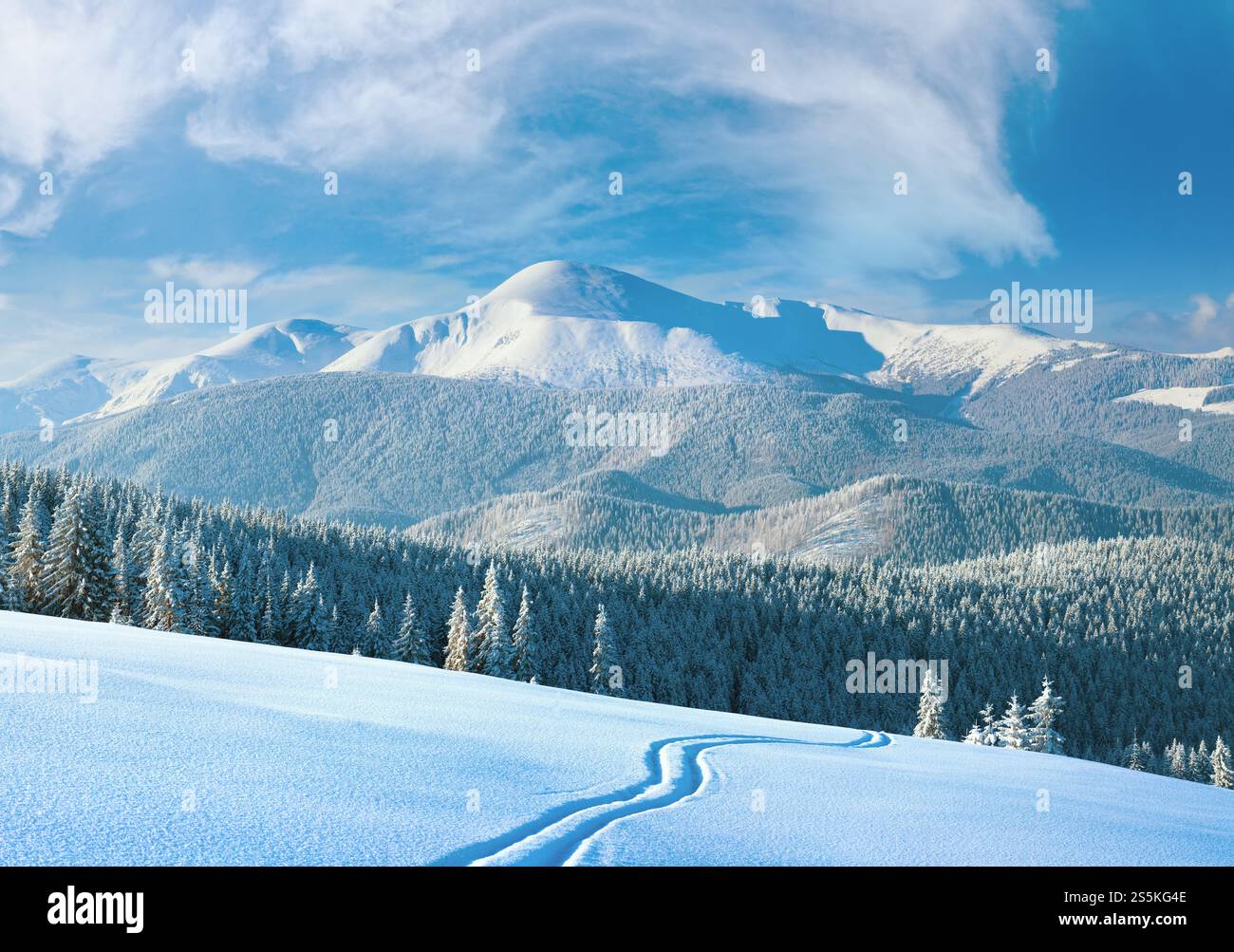 Morning winter calm mountain landscape with ski track and coniferous ...