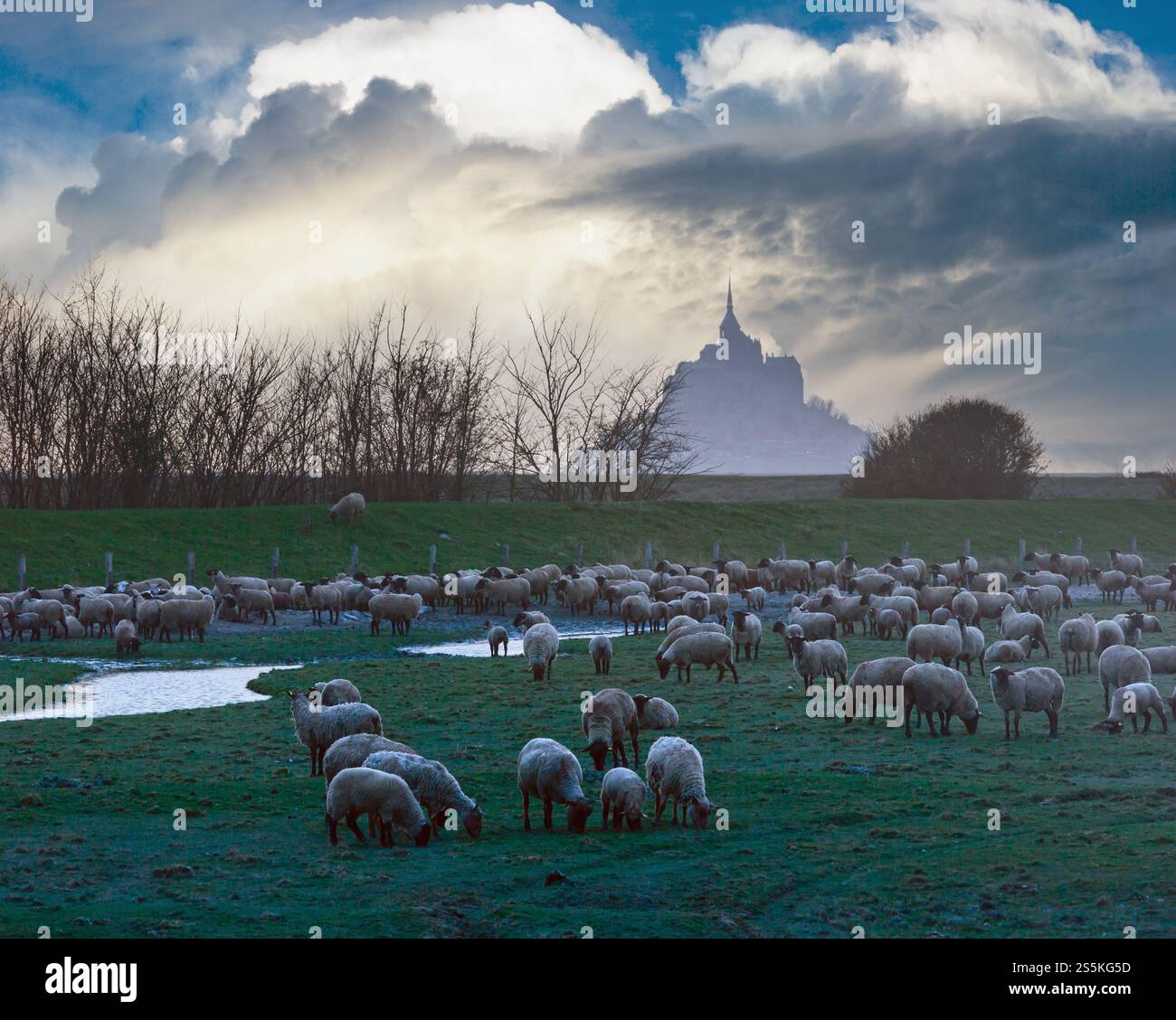 Sheep grazing in front of mont saint michel hi-res stock photography ...