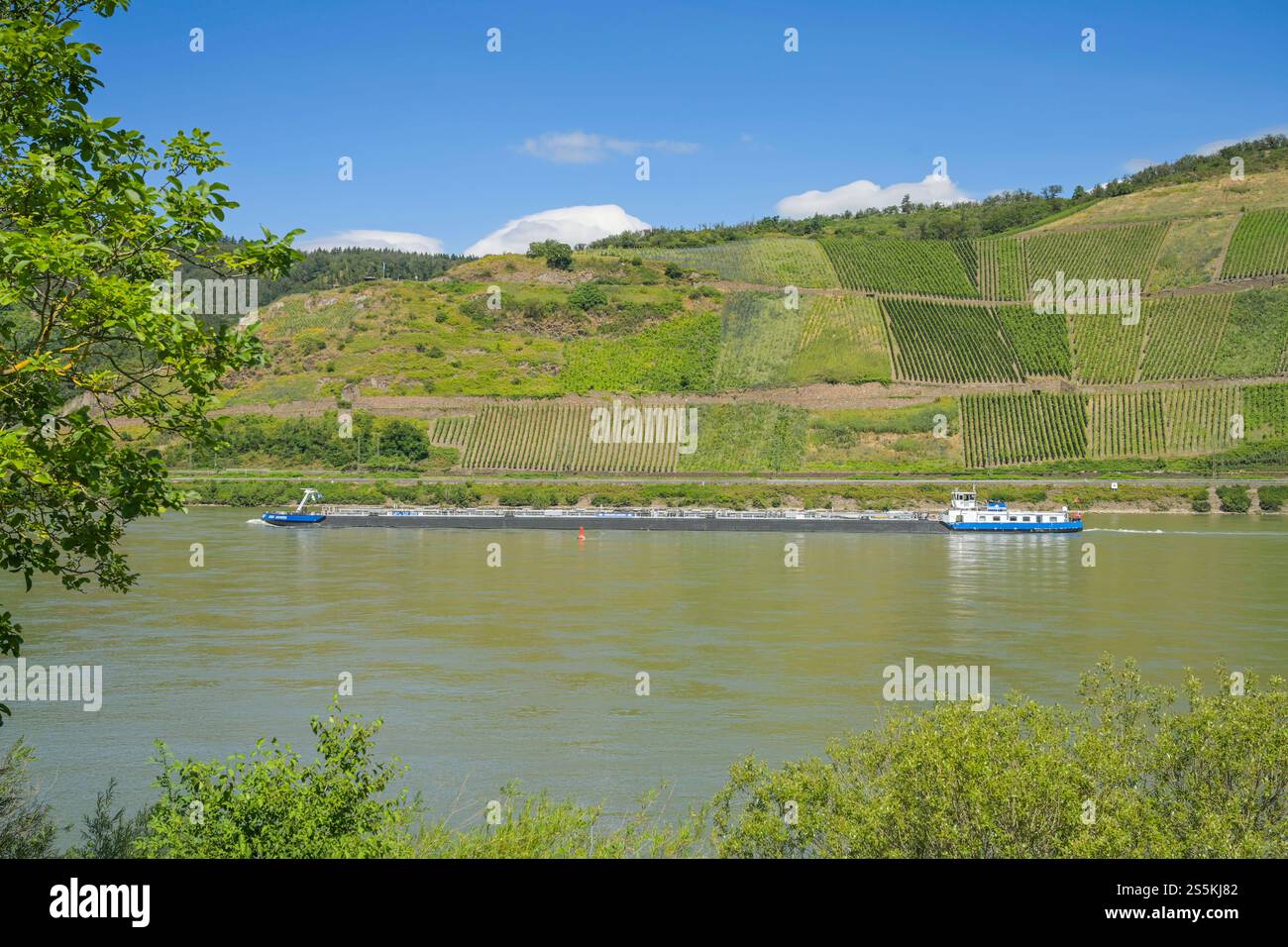 Rhein, Weinberg Hamm bei Boppard, Rheinland-Pfalz, Deutschland ...