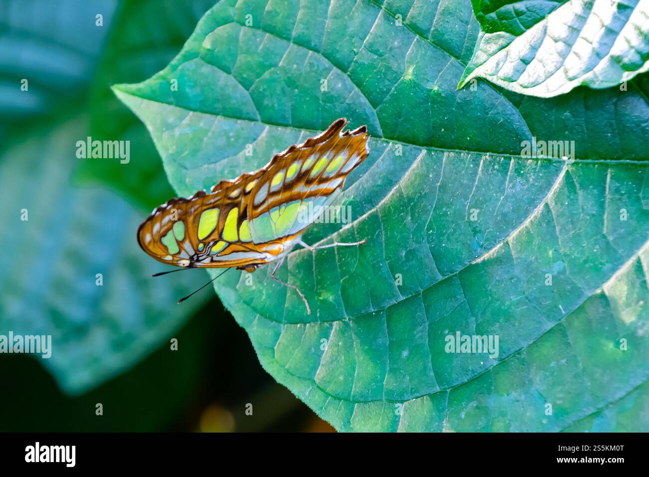Design details and colors of a butterfly's wings Stock Photo - Alamy
