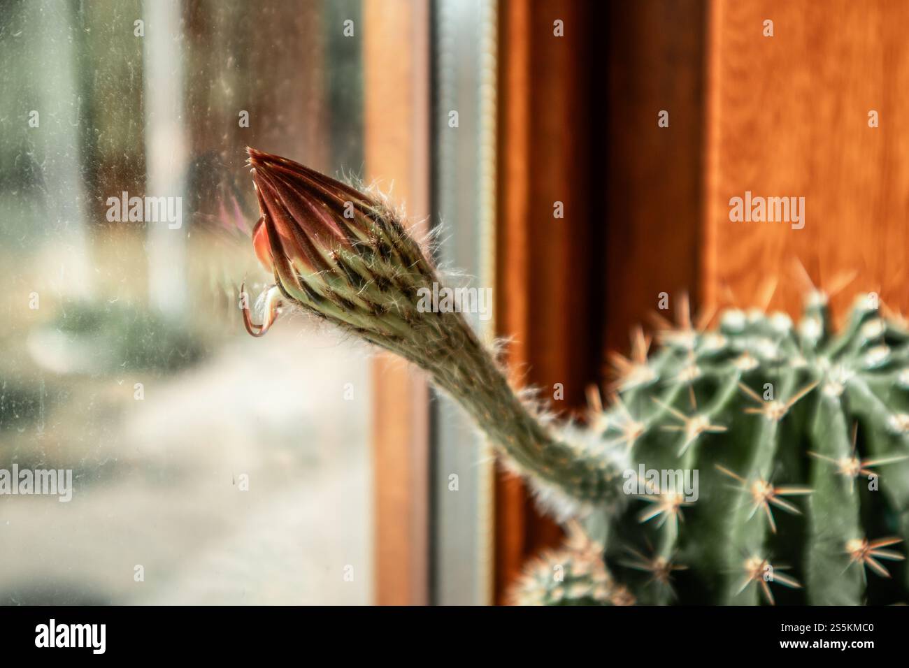 Closed cactus bud on windowsill on window background in home interior ...
