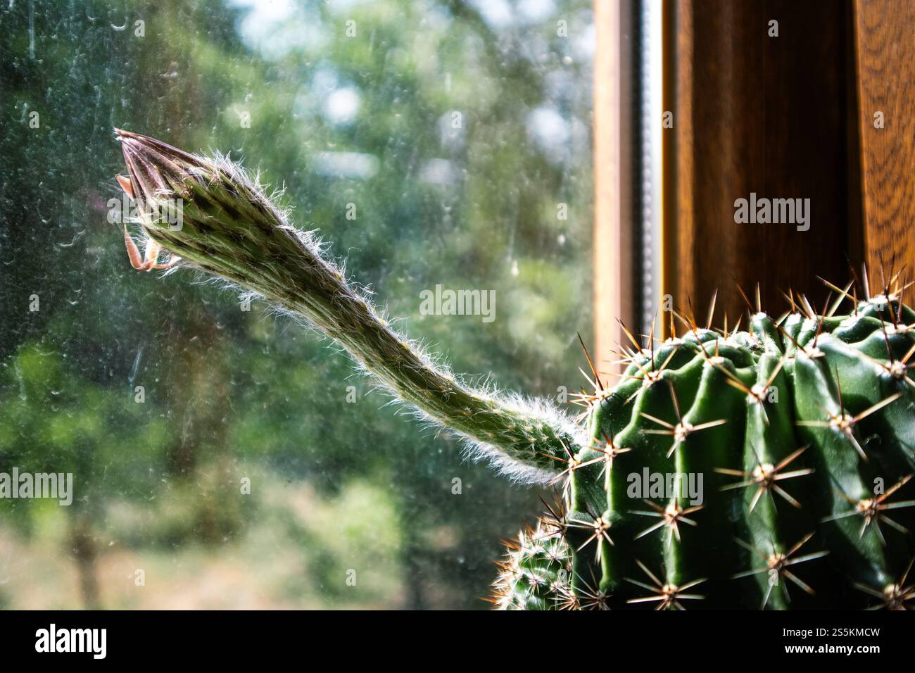 Closed cactus bud on windowsill on window background in home interior ...