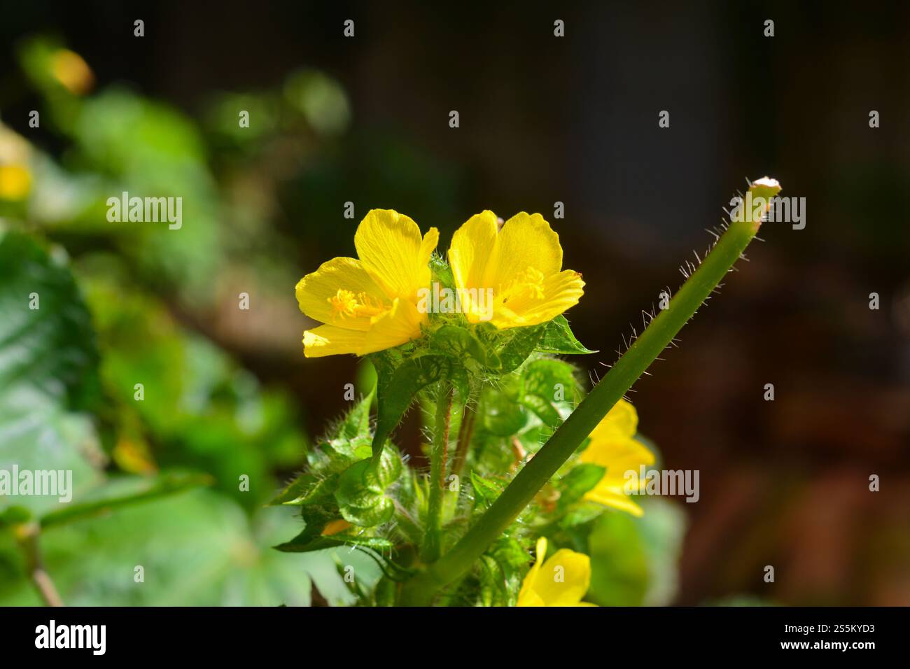 La malva crespa (Malachra alceifolia) es una planta perenne que ...