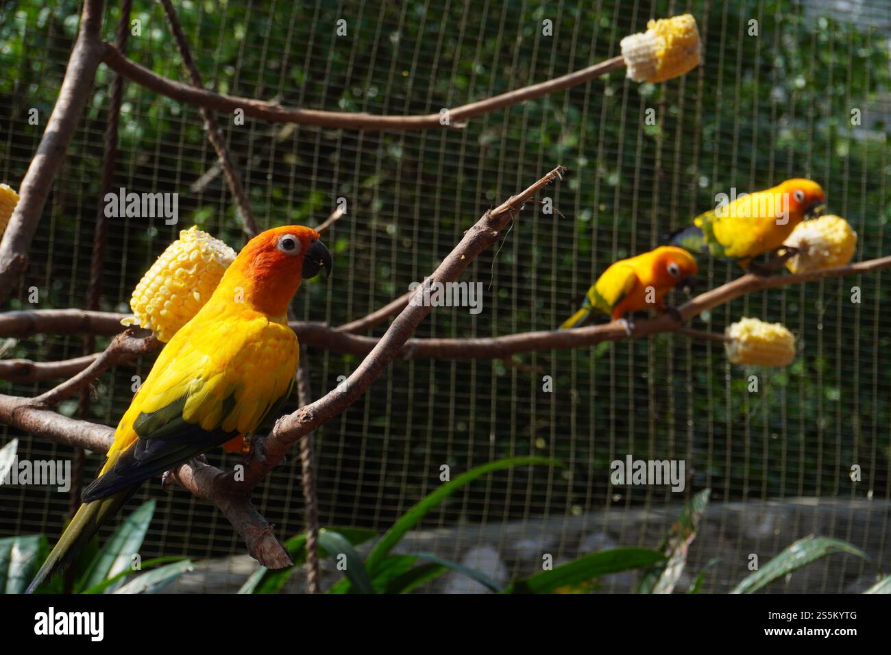 Yellow parrots in Kuala Lumpur Bird Park, Malaysia Stock Photo - Alamy